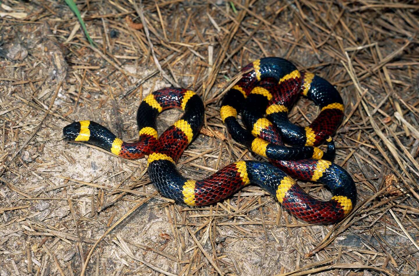 What kind of snake is this? Here's a Texas guide that can help.
