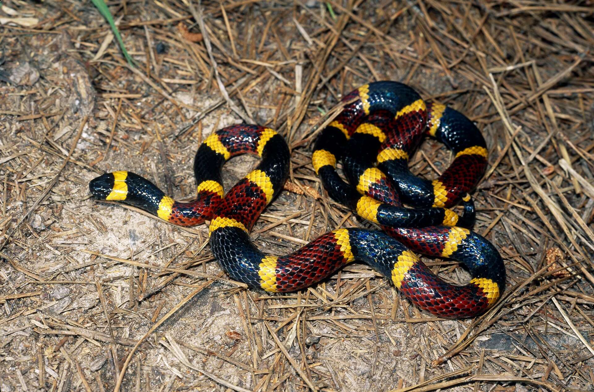 What kind of snake is this? Here's a Texas guide that can help.