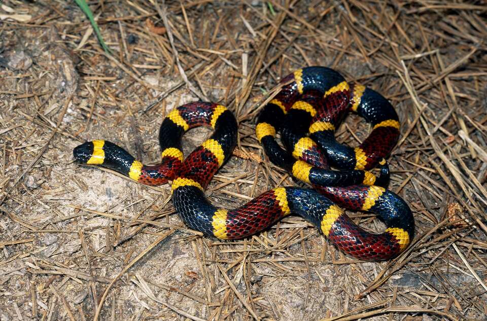 What kind of snake is this? How to identify common snakes in the ...