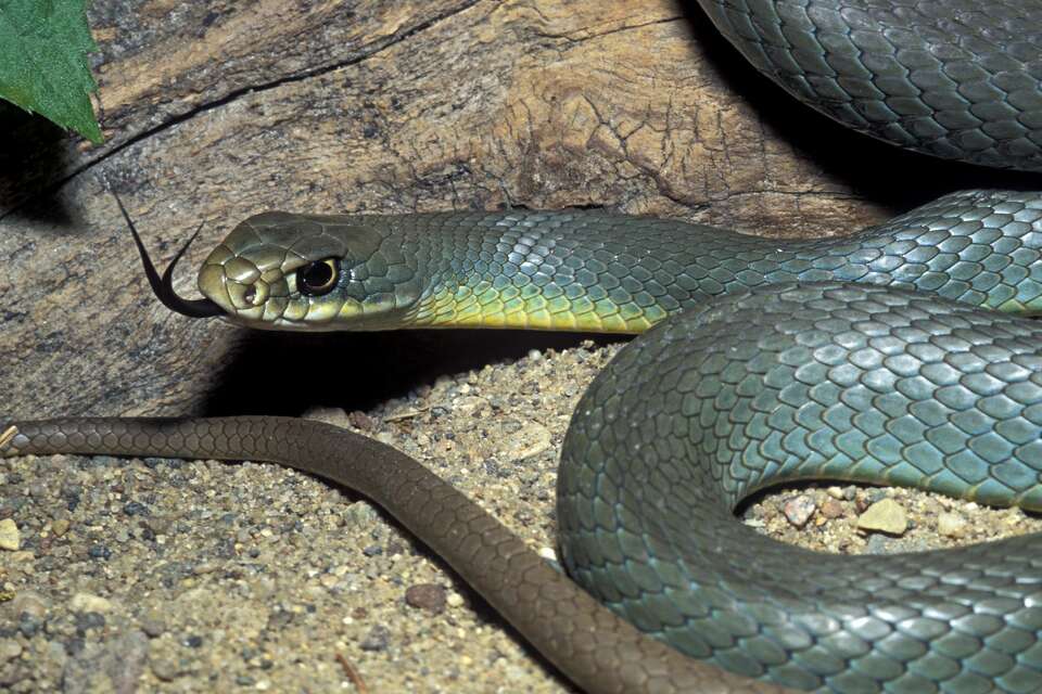 11 non-venomous snakes you want in your backyard