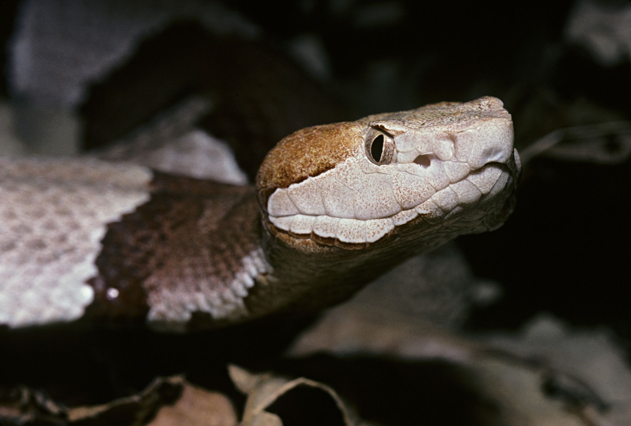 Copperhead Snakes Take Multiple Bites Out Of North Texas Man