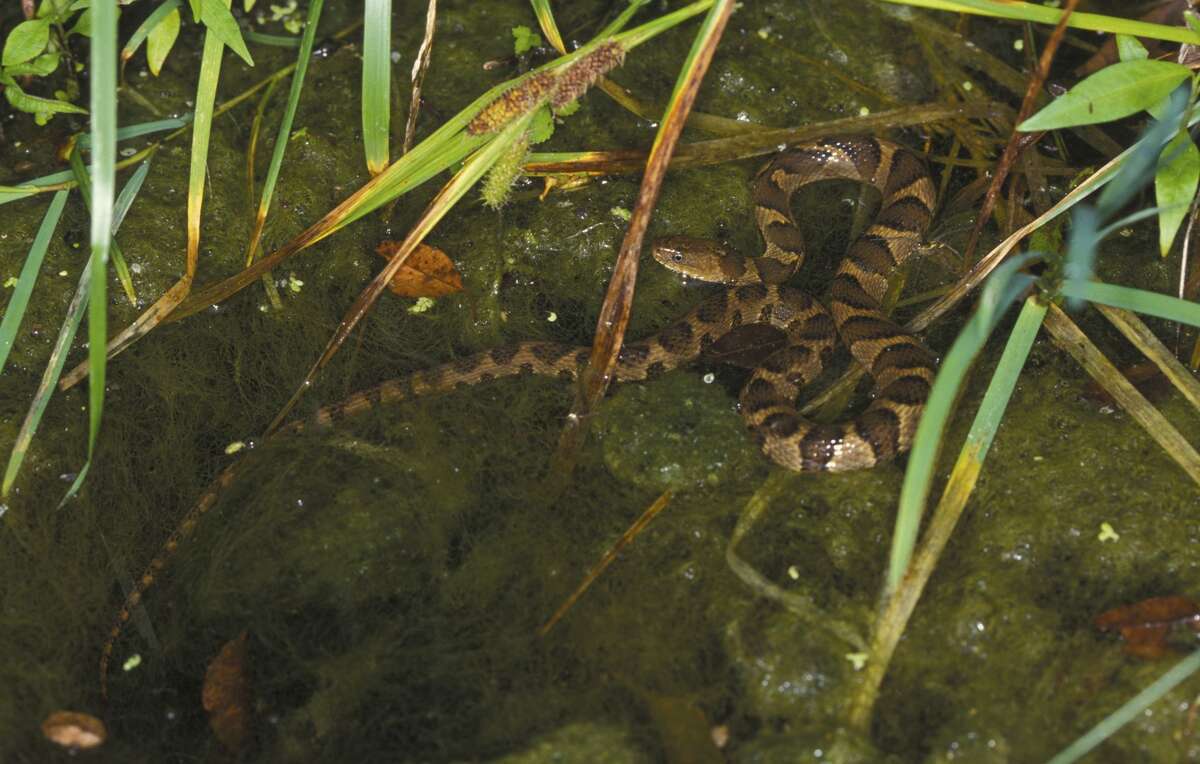 What kind of snake is this? How to identify common snakes in the ...