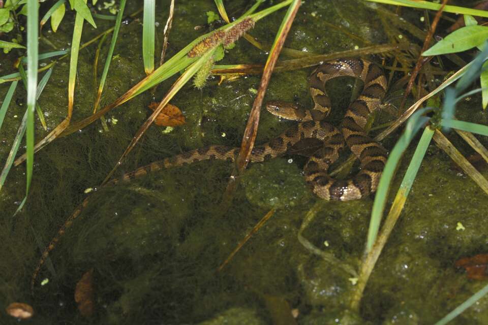 11 non-venomous snakes you want in your backyard