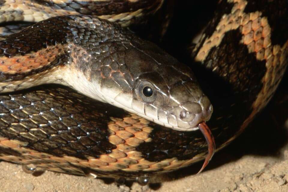 11 non-venomous snakes you want in your backyard