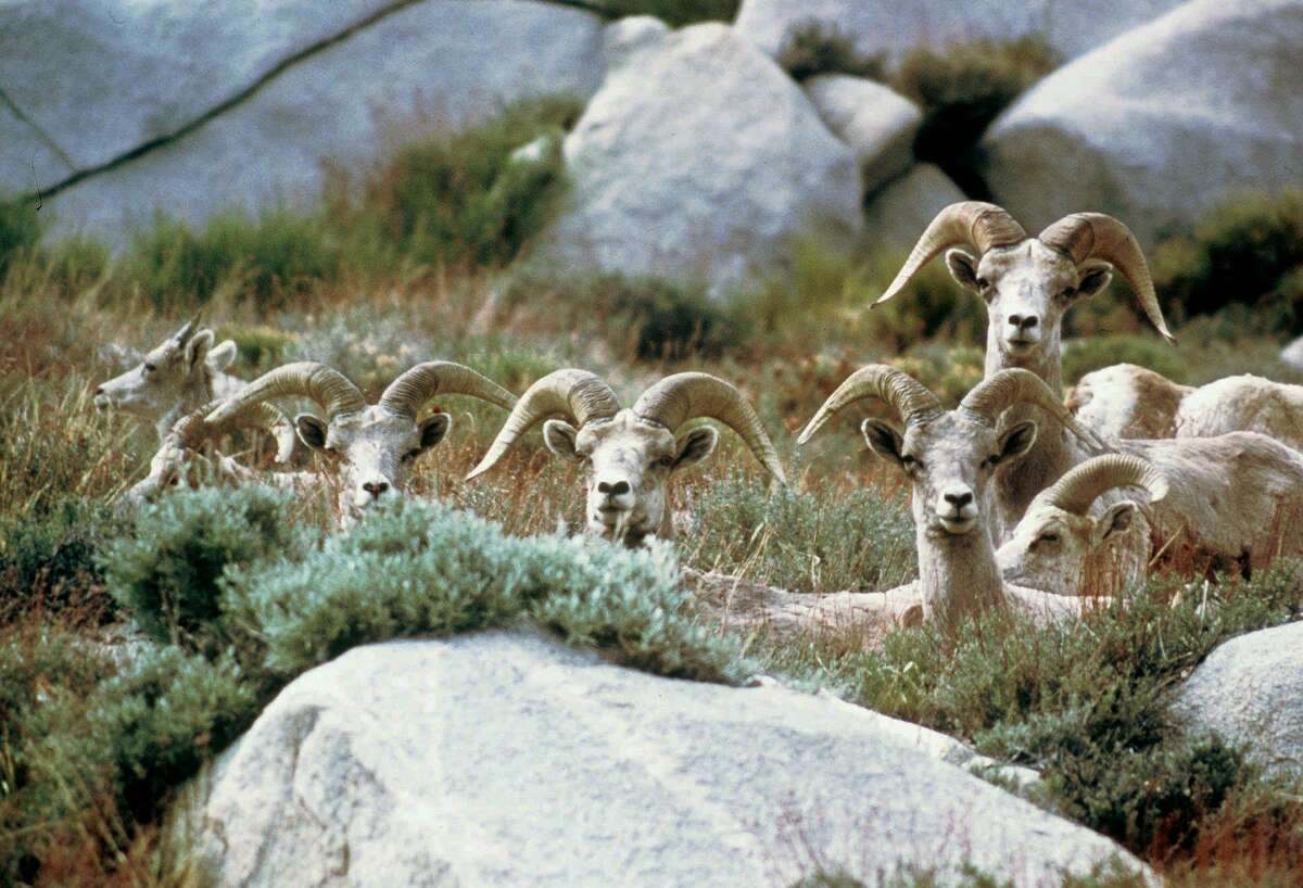 Bighorn sheep are mysteriously dying off in the California desert