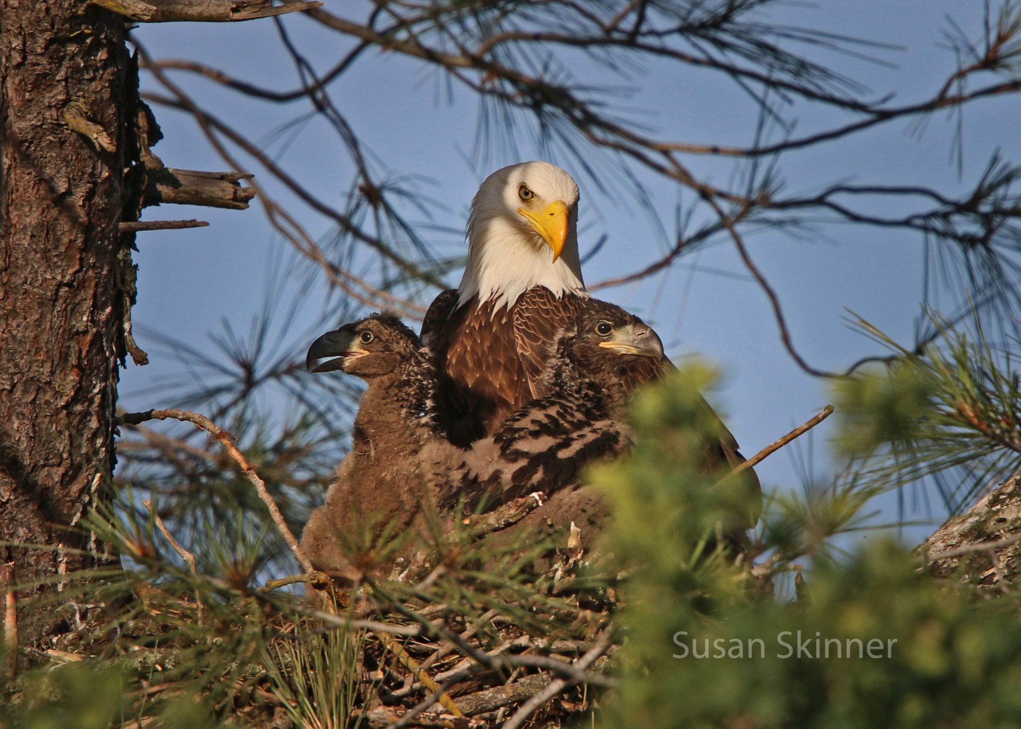 Bald eagles photographed building their family for a year in Central Valley
