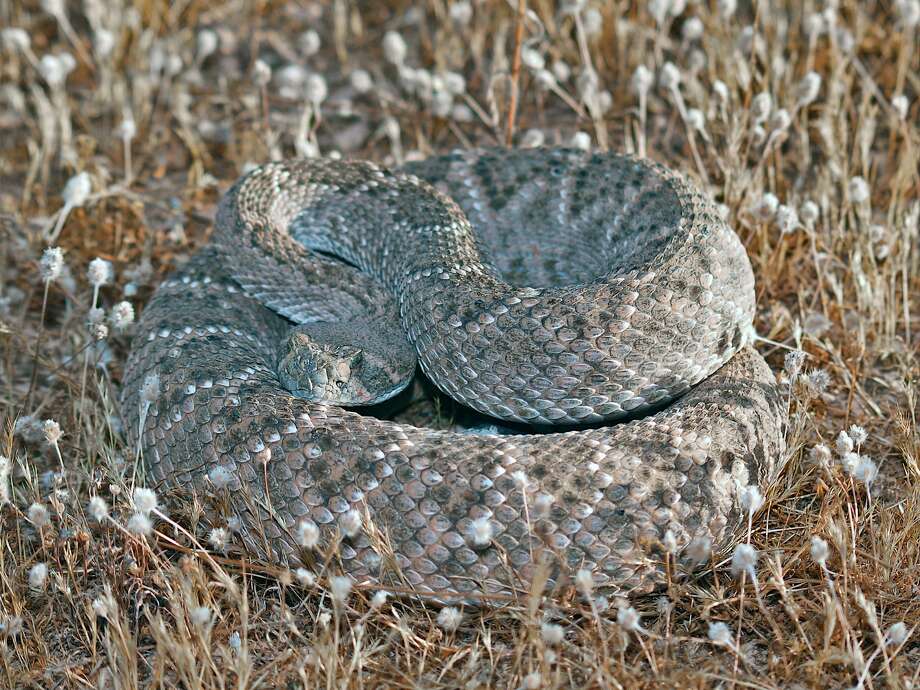 Nightmare-inducing Texas rattlesnake photo sending shivers across ...