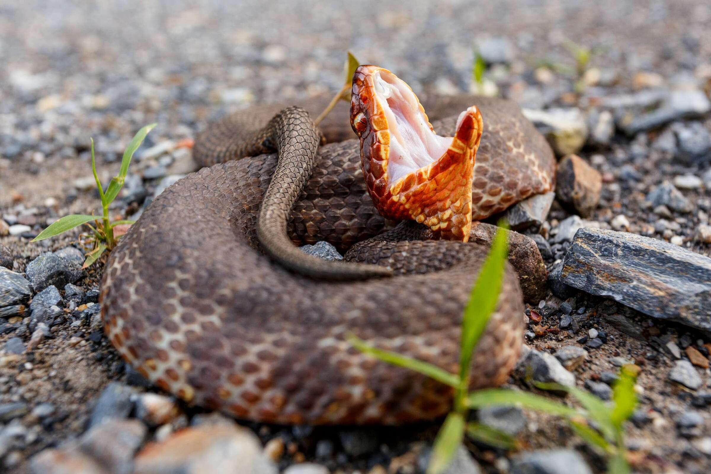 What kind of snake is this? How to identify common snakes in the ...