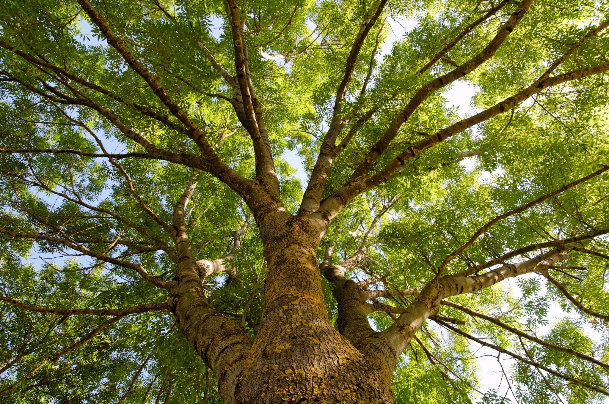 Tree reportedly exploded in the heat in Stockton