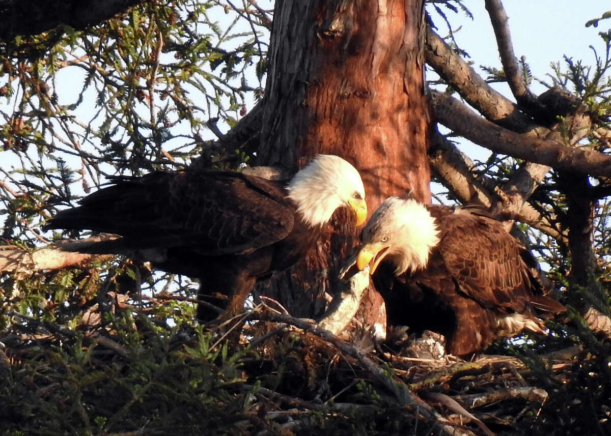 Bald eagle chick hatches in Milpitas and the public goes nuts
