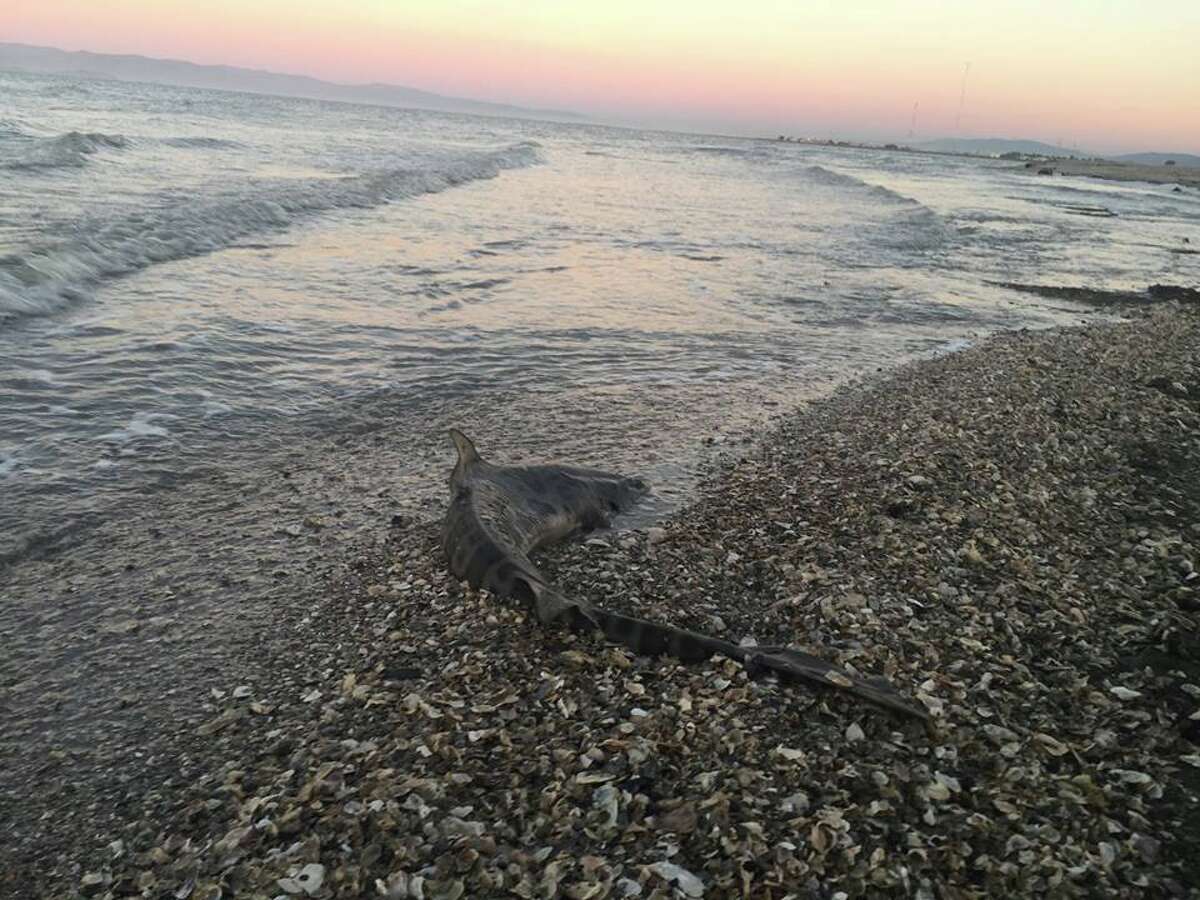 Hundreds of dead sharks washing up on Bay Area shores