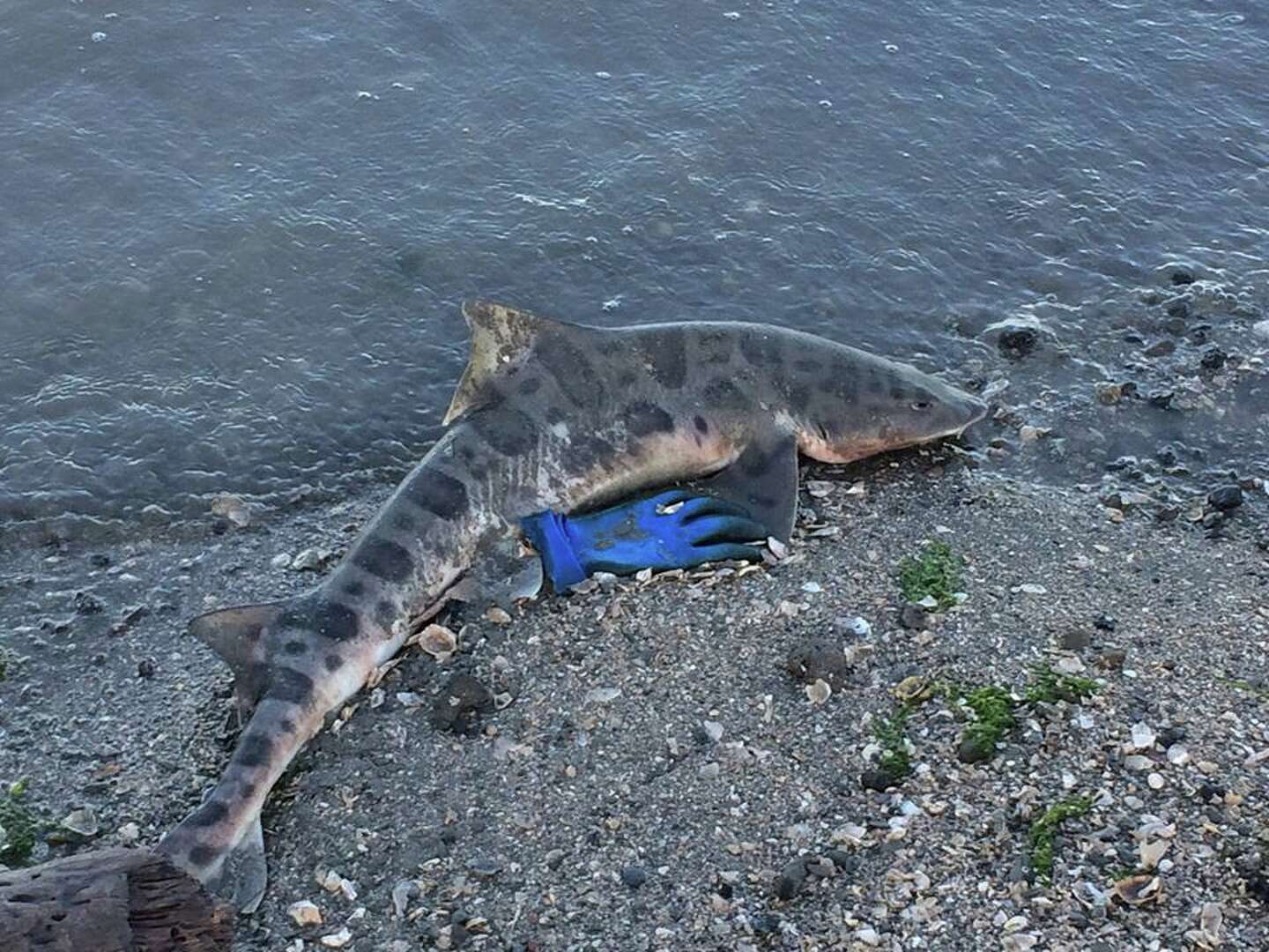 Brain-eating parasite likely responsible for massive leopard shark die ...