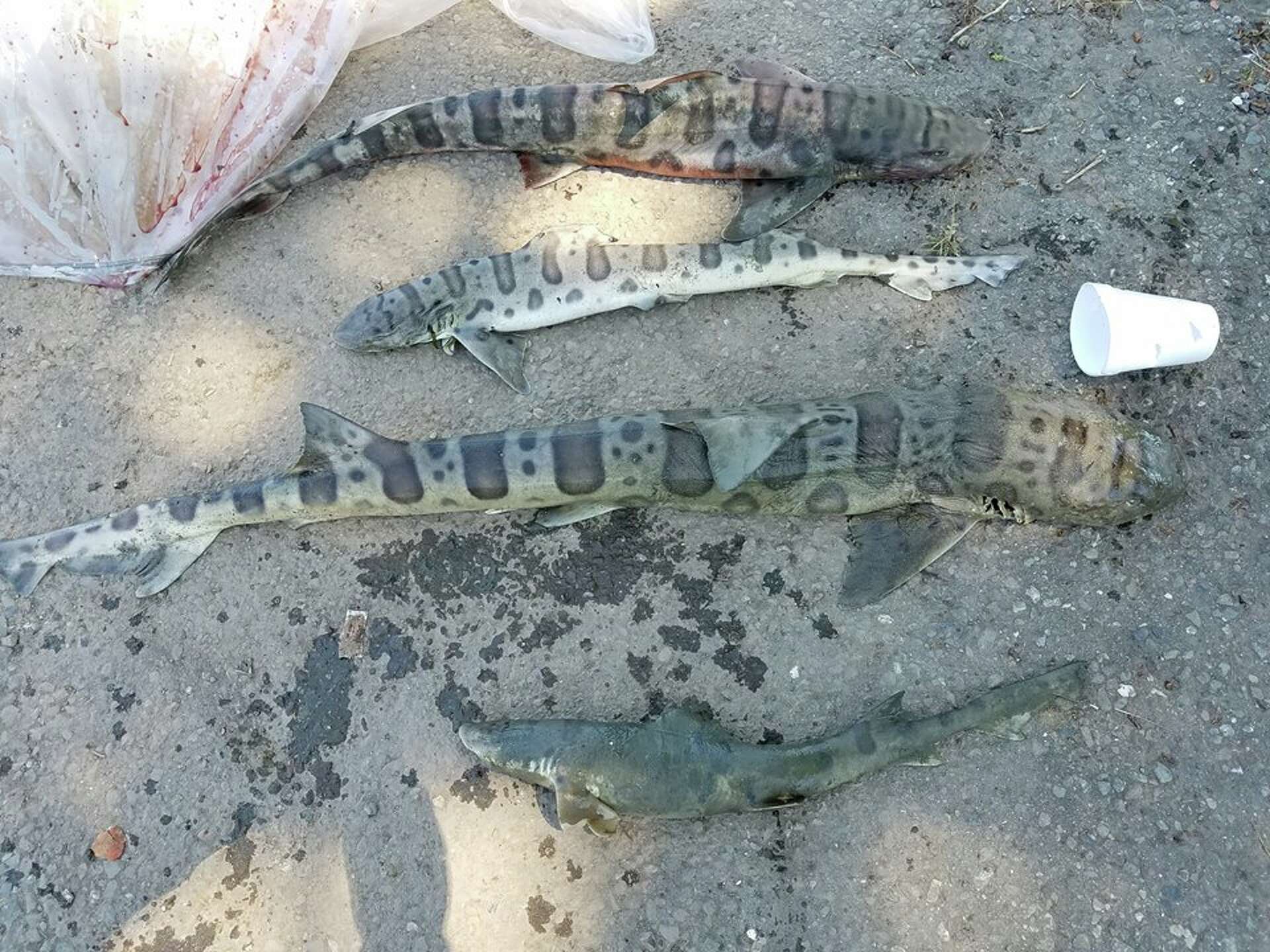 Brain-eating parasite likely responsible for massive leopard shark die ...