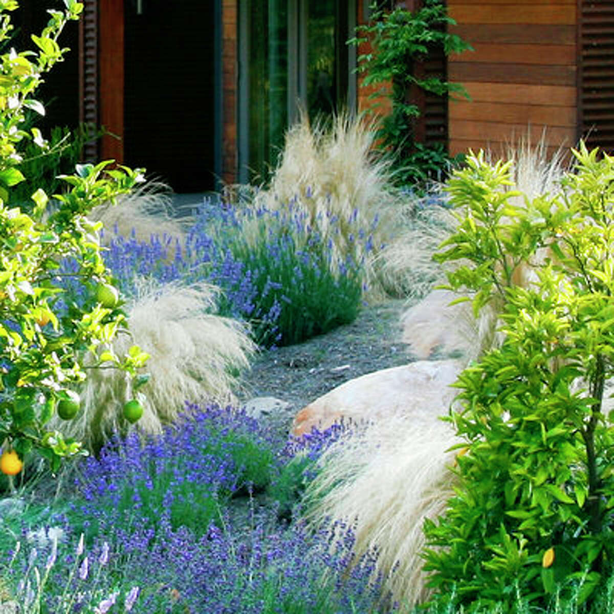 7 smart ideas for a low-water yard