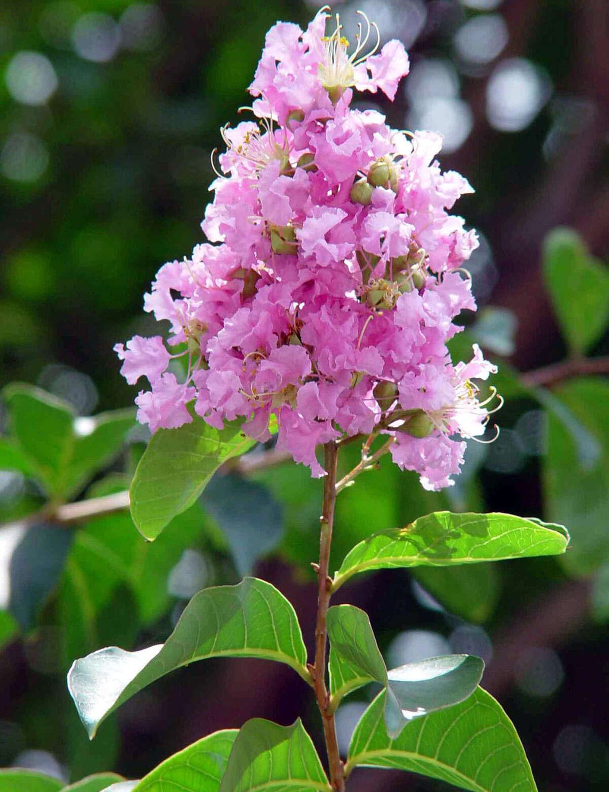 When pruning crape myrtles, timing is critical to get best summer blooms
