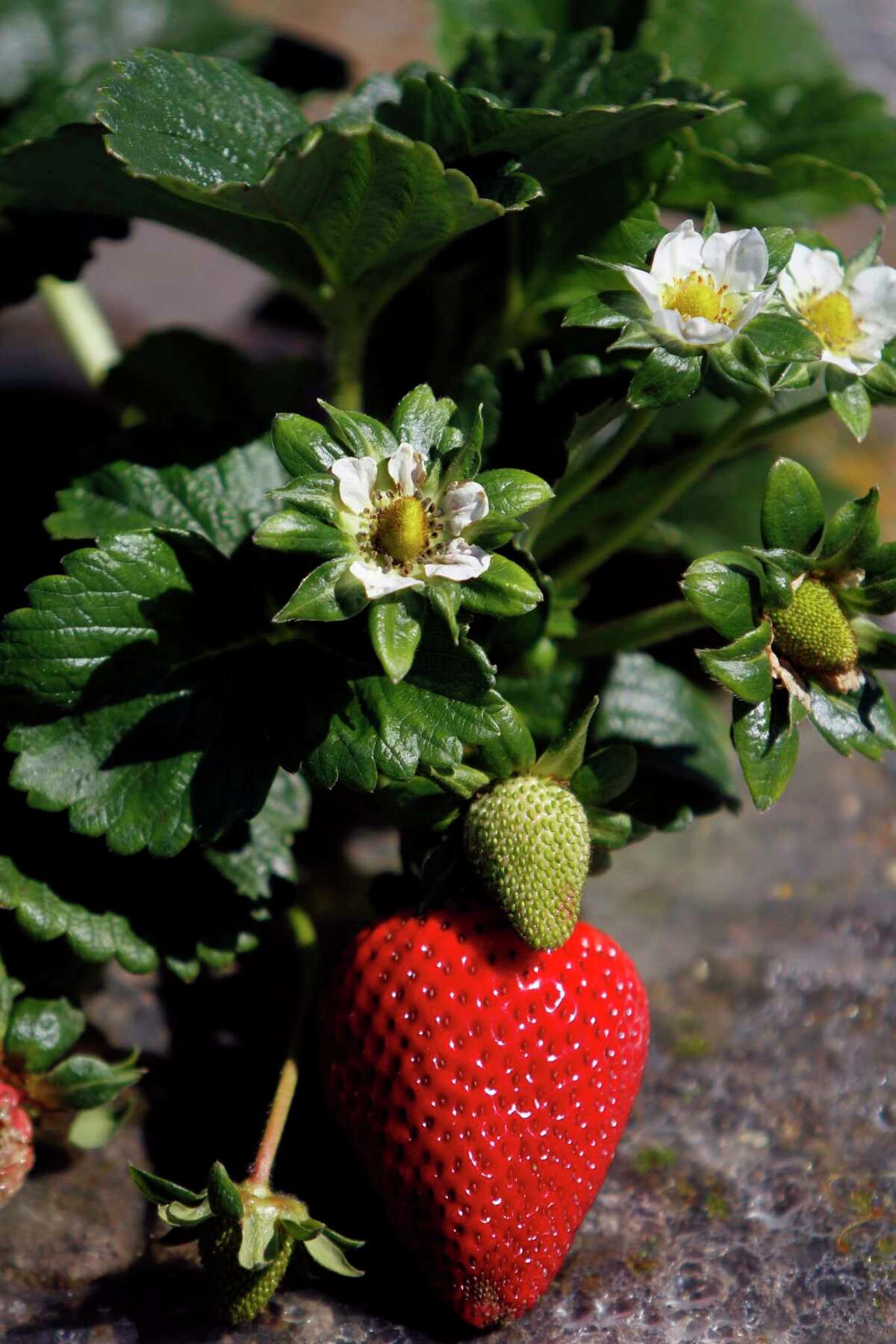 California strawberries are about to get tastier and more ...