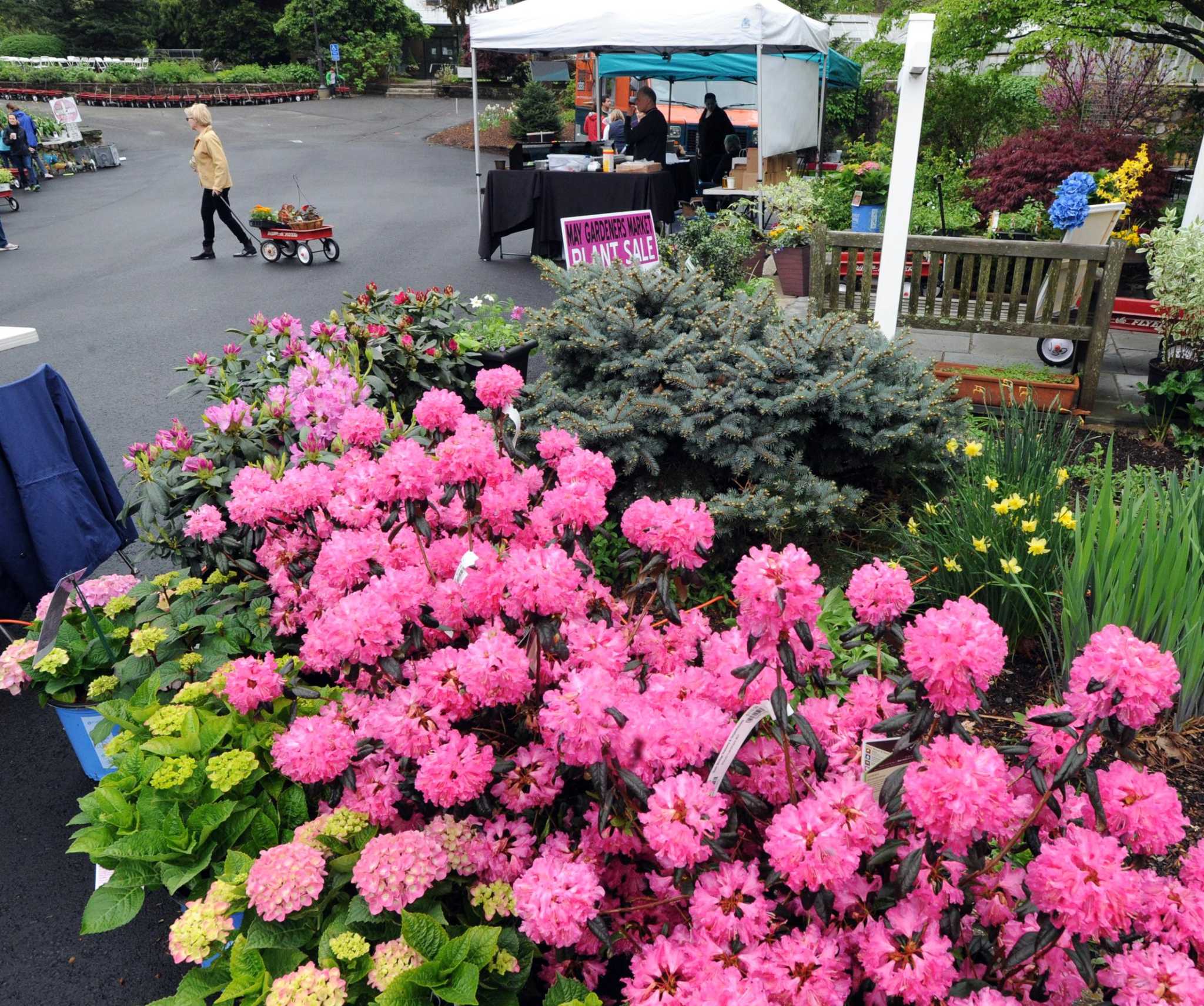 56th annual May Gardener’s Market at the Pinetum