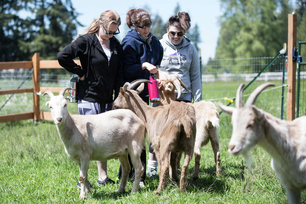 Downward-facing goats: Inside Snohomish's new yoga