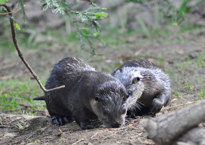 Three baby otters make their debut at the Oakland Zoo