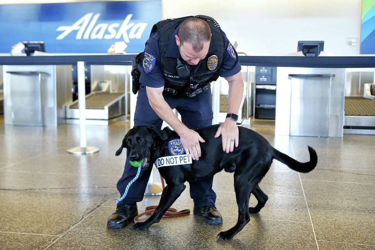 Explosives-sniffing K-9 dogs train at Sea-Tac