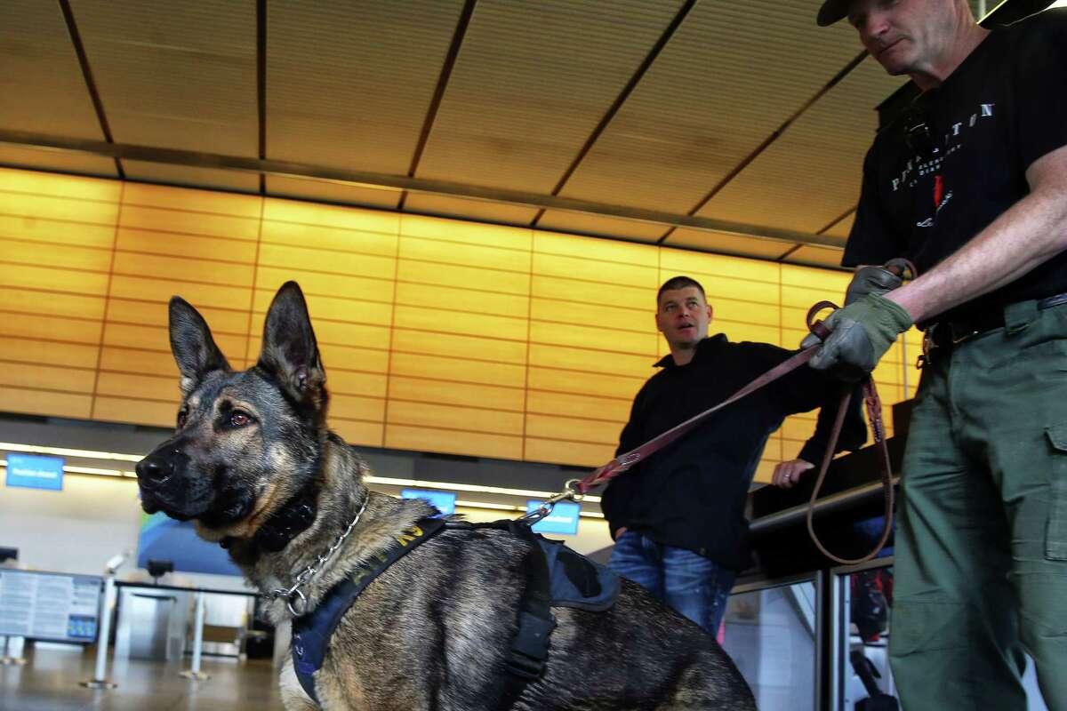 Explosives-sniffing K-9 dogs train at Sea-Tac