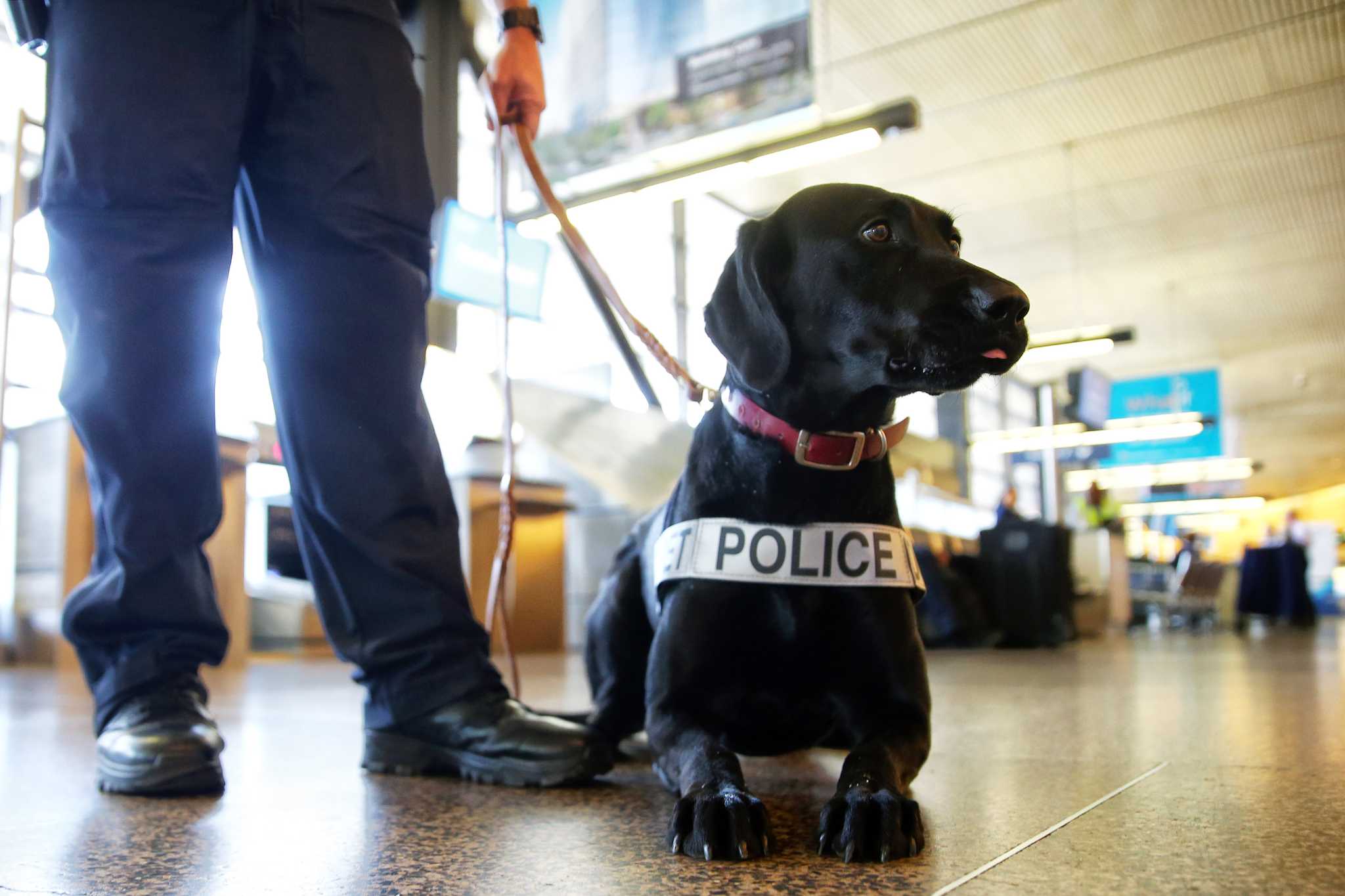 Explosives-sniffing K-9 dogs train at Sea-Tac