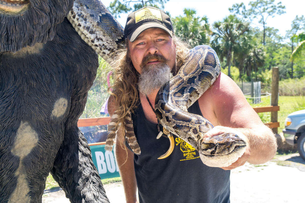 Florida python hunter wrestles 17-foot pregnant python