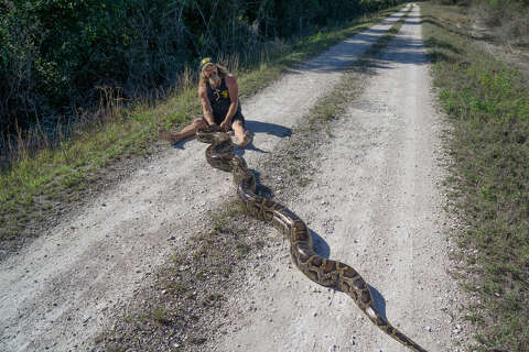 Florida python hunter wrestles 17-foot pregnant python