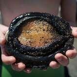 Red abalone season may be limited further in 2018 - SFGate