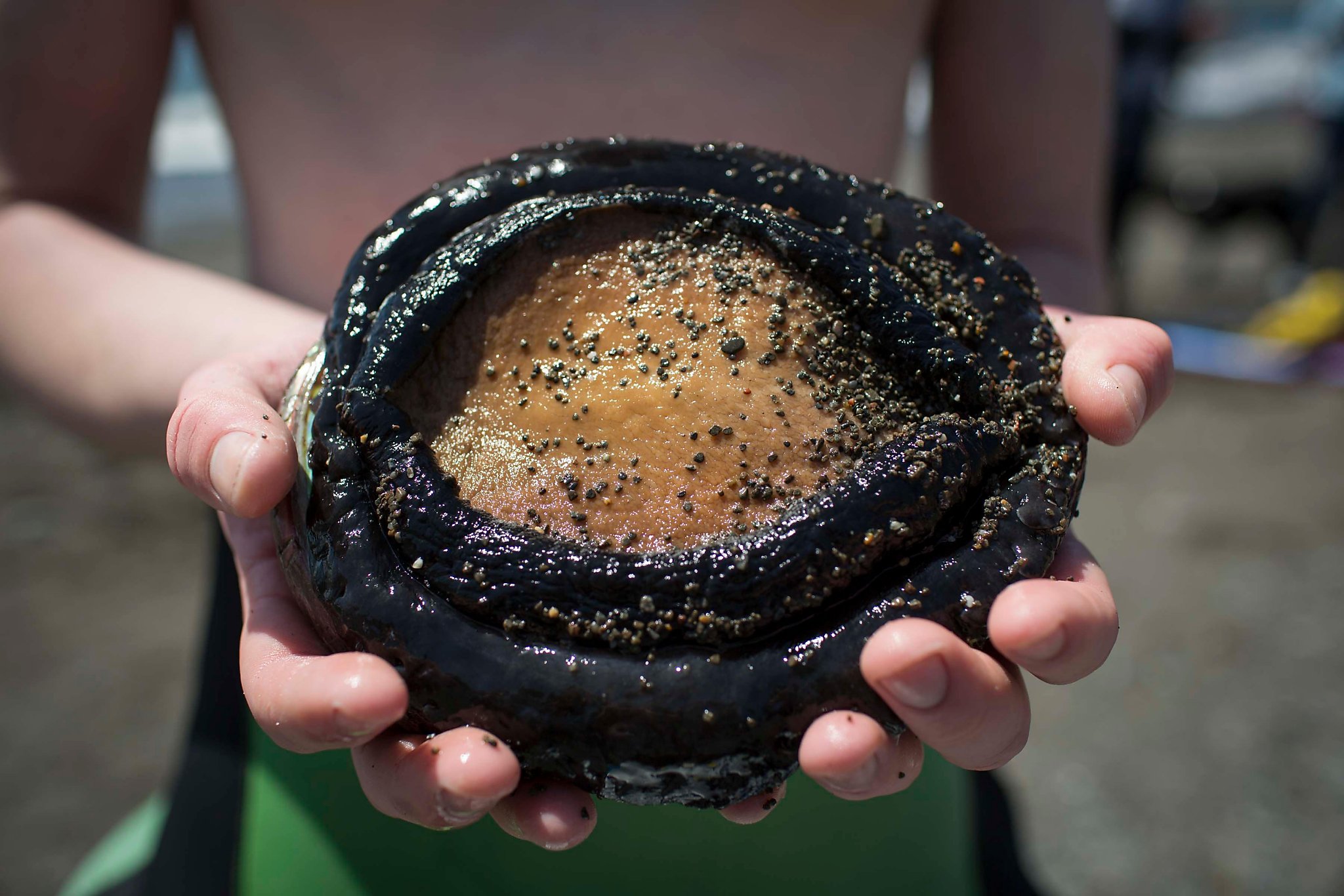 Red abalone season may be limited further in 2018