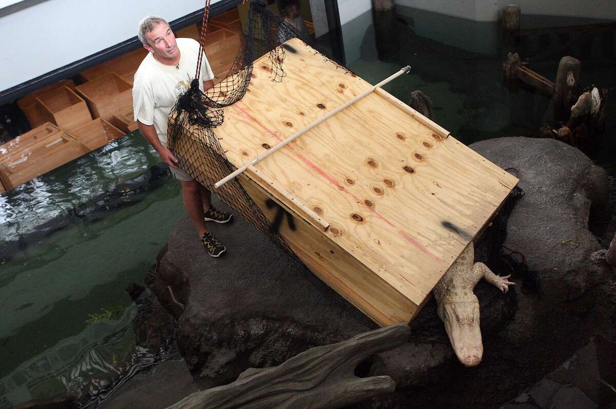 SF alligators: When giant reptiles were moved (ever so carefully)