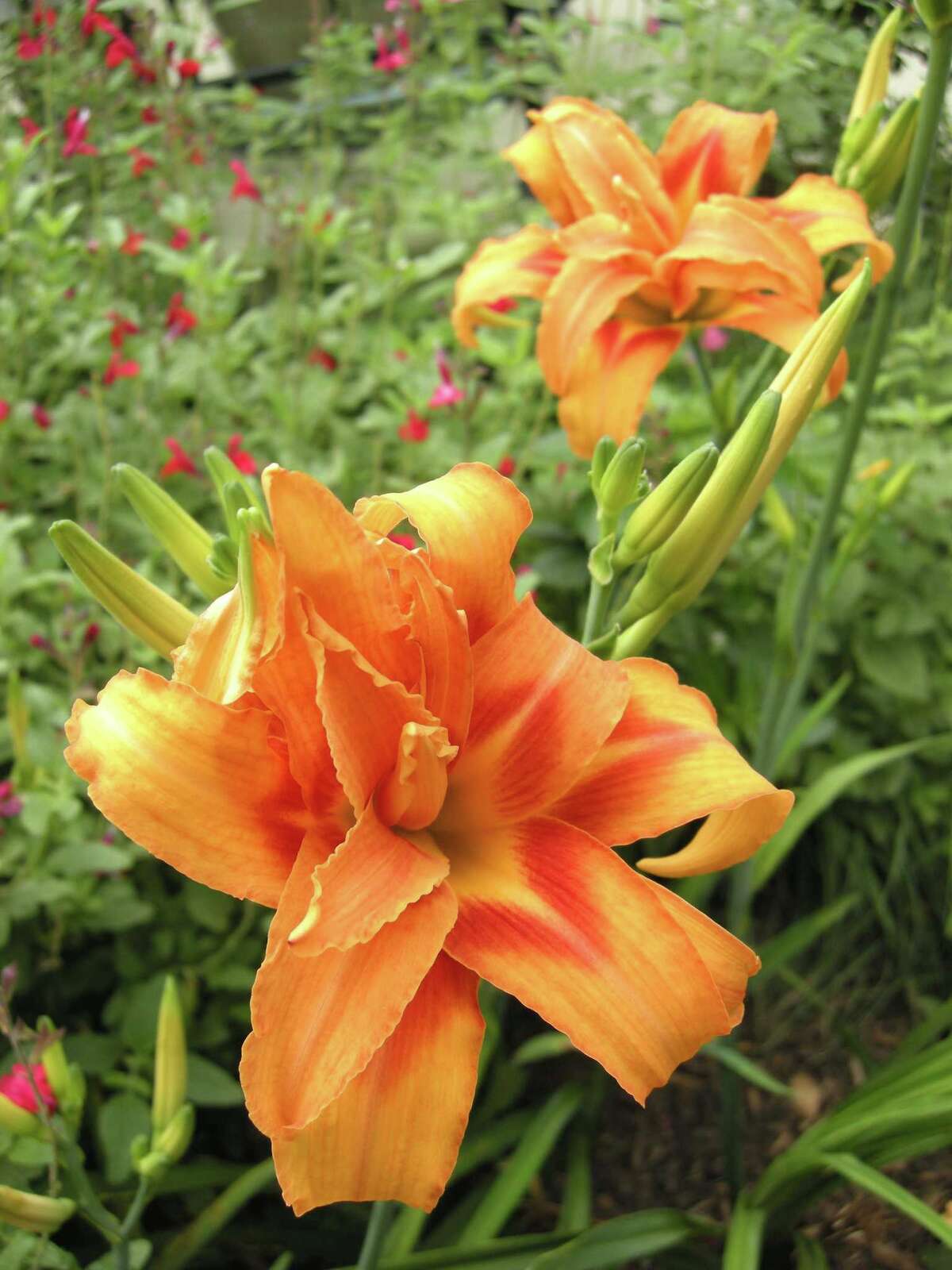 Flowers bring memories of Mom