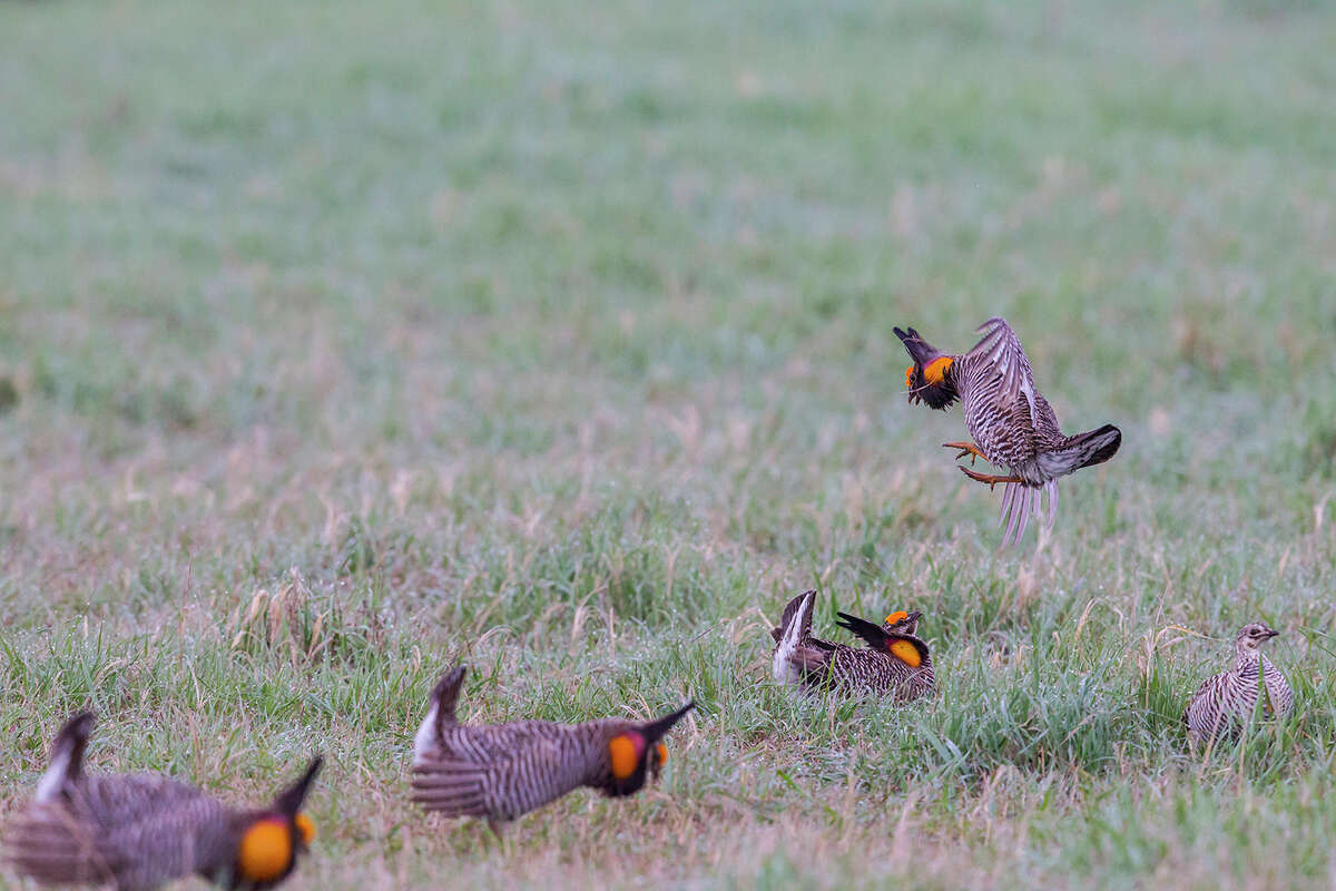 Greater prairie chicken mating ritual is booming success