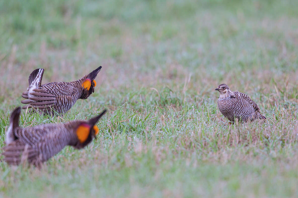 Greater prairie chicken mating ritual is booming success