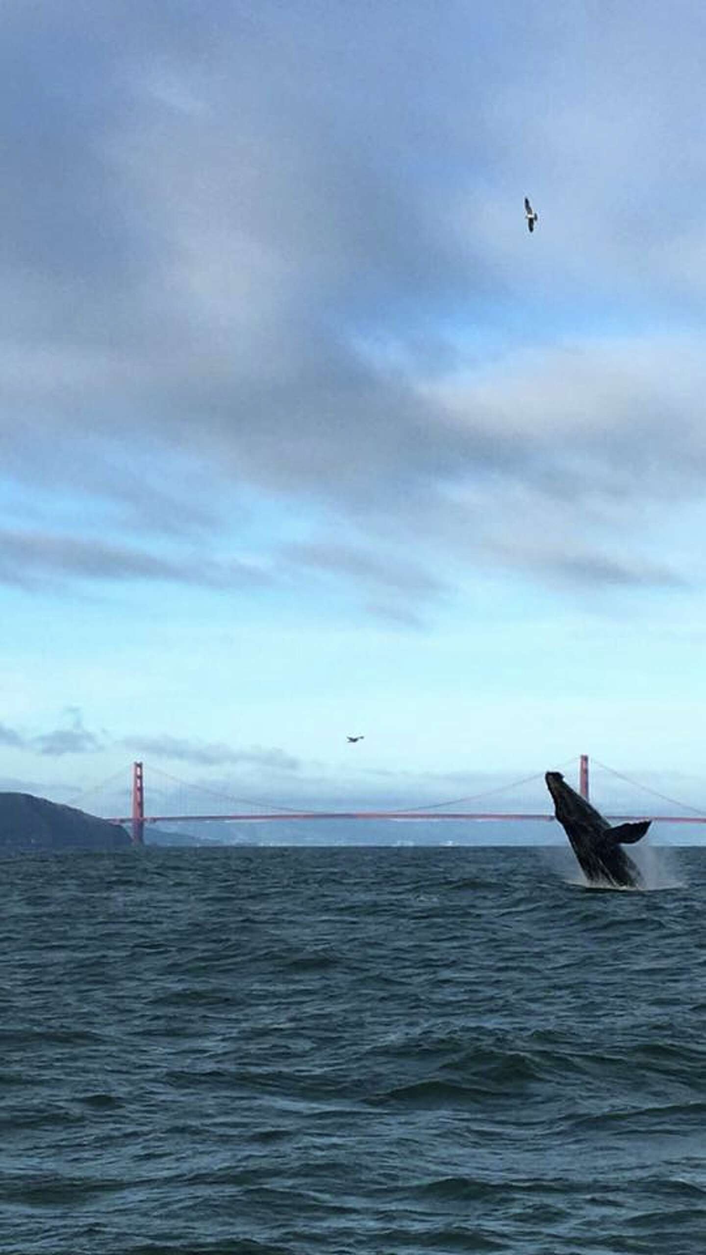 Can this photo be real? Humpback whale photographed breaching in front ...