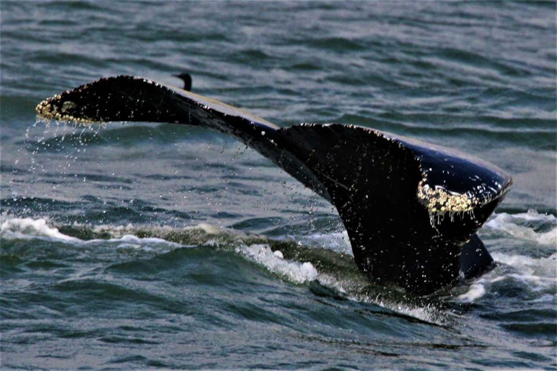 Can this photo be real? Humpback whale photographed breaching in front ...