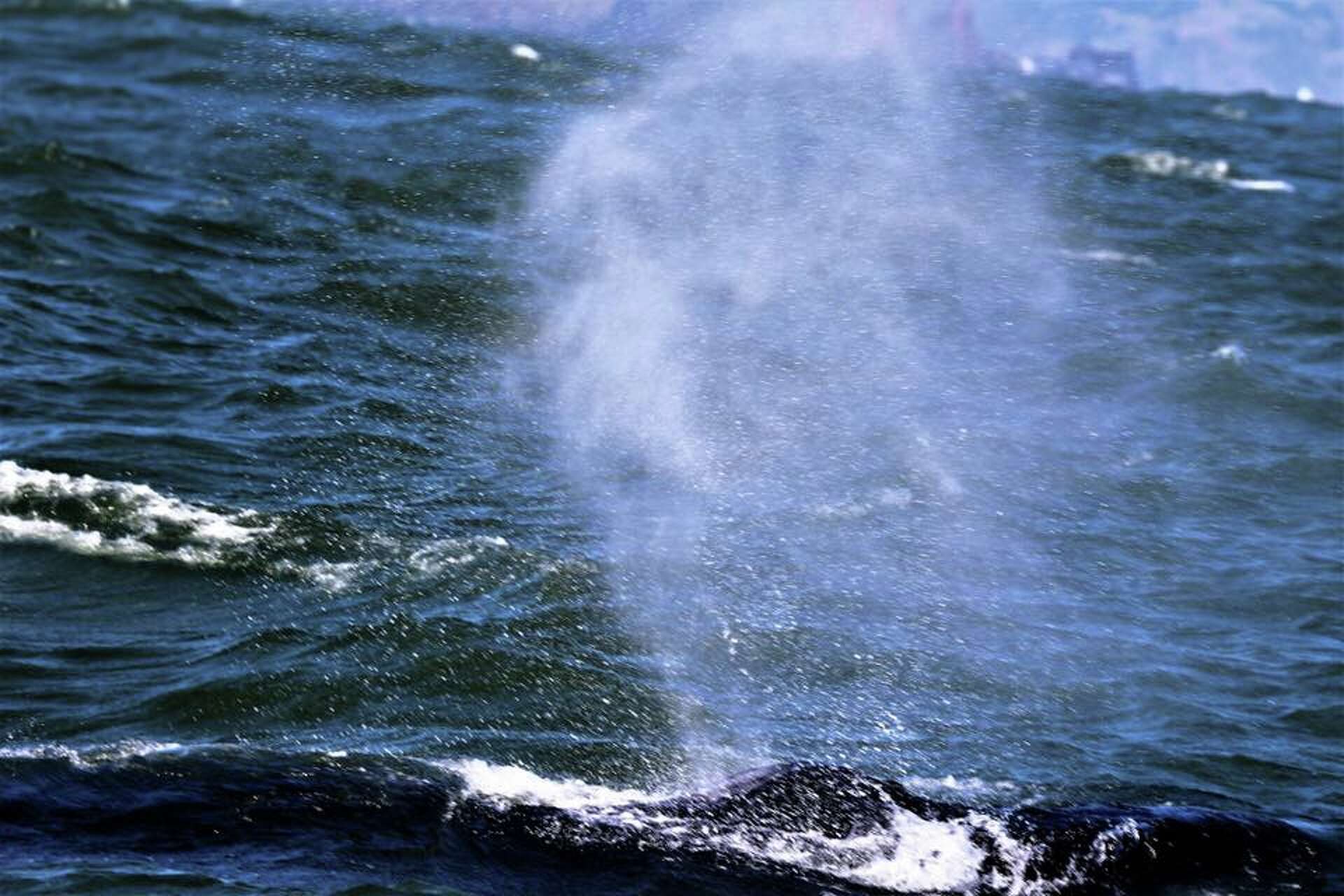 Can this photo be real? Humpback whale photographed breaching in front ...