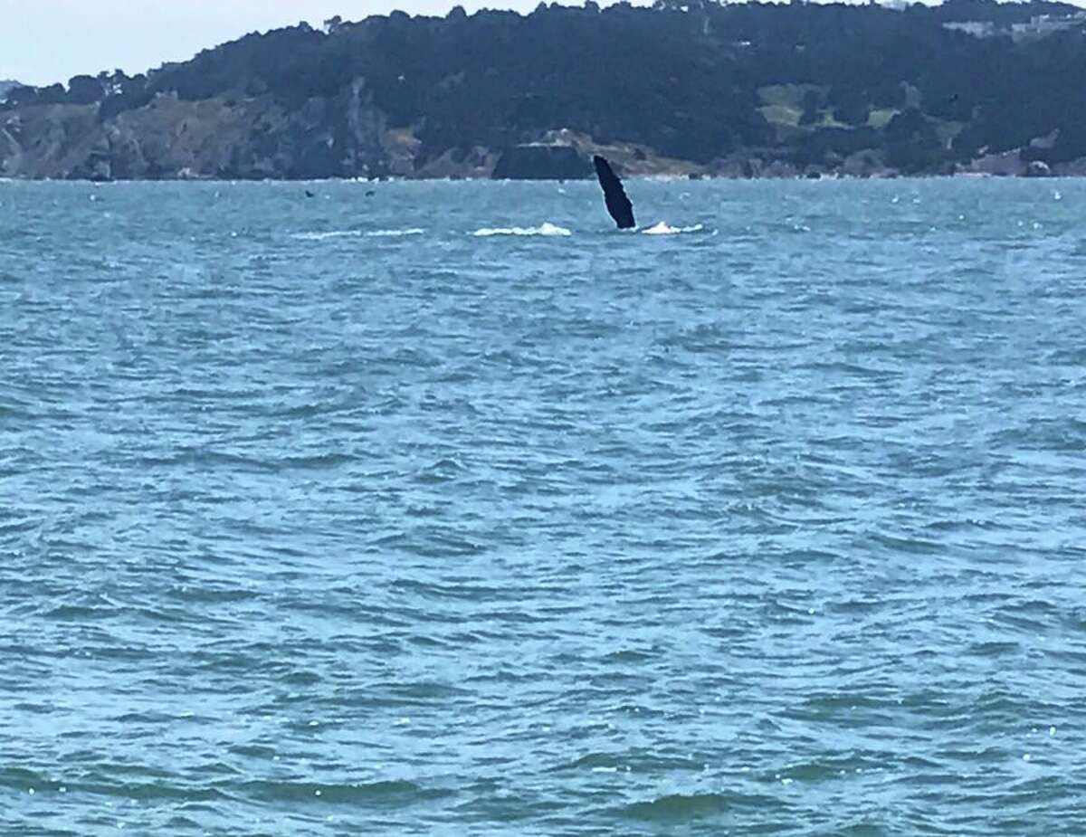 Can this photo be real? Humpback whale photographed breaching in front ...