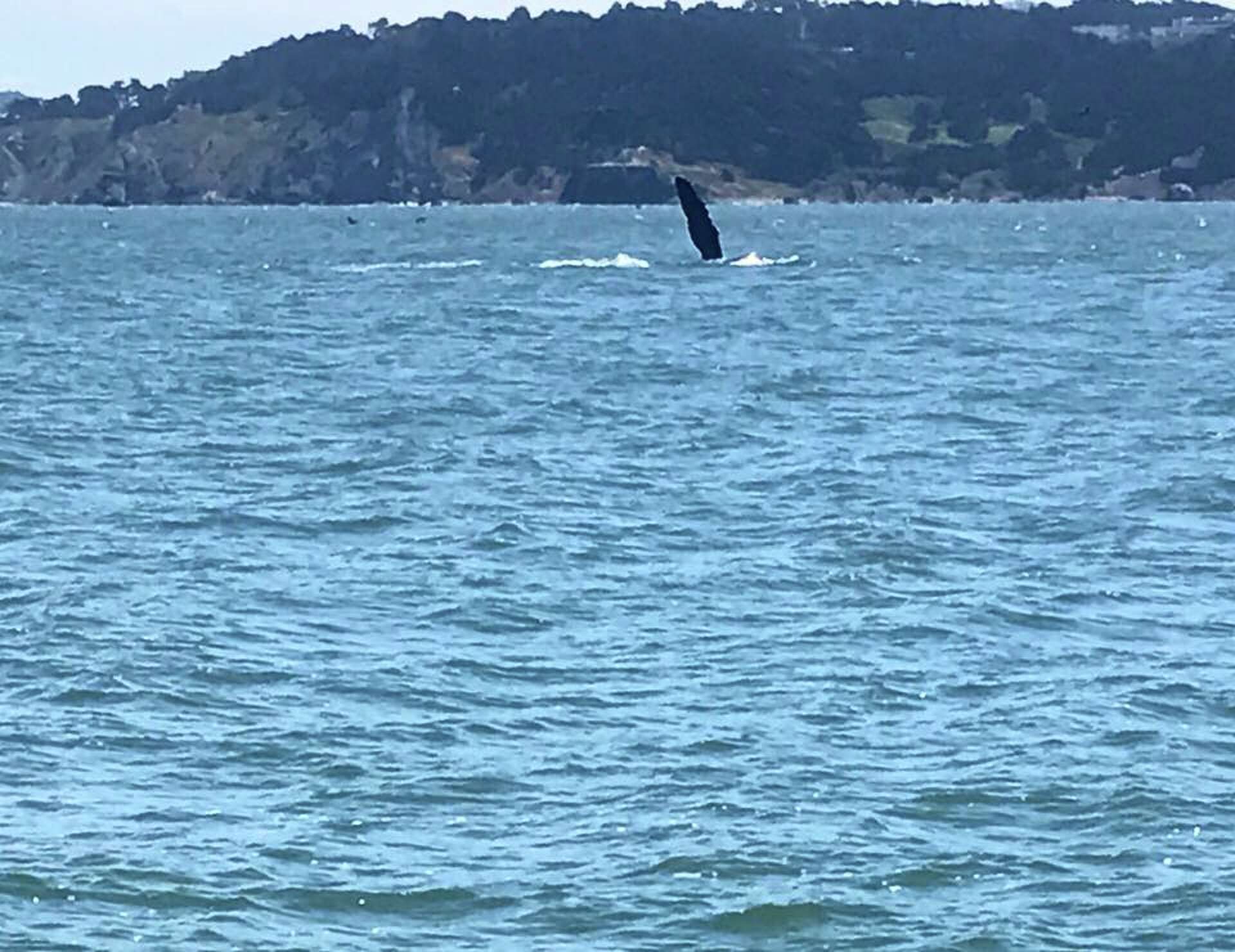 Can this photo be real? Humpback whale photographed breaching in front ...