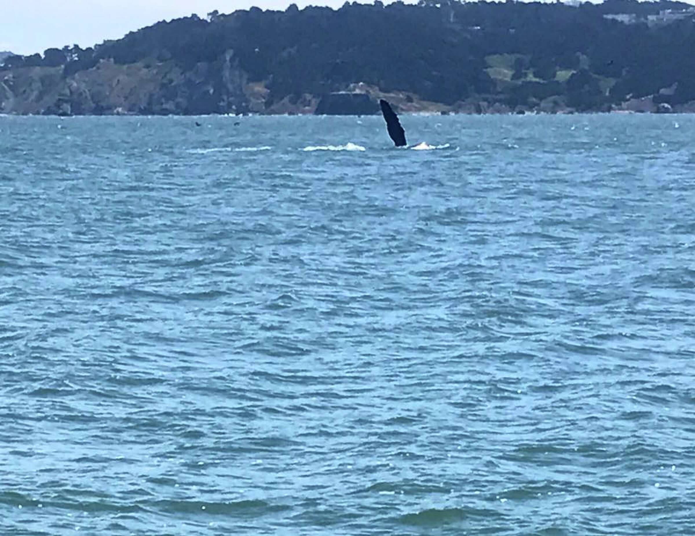 Can this photo be real? Humpback whale photographed breaching in front ...