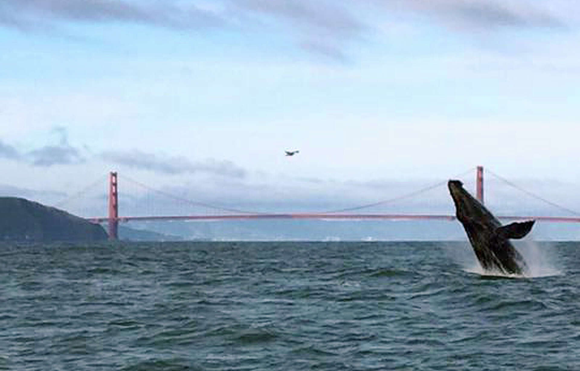 Whales were swimming near the Golden Gate Bridge Wednesday morning