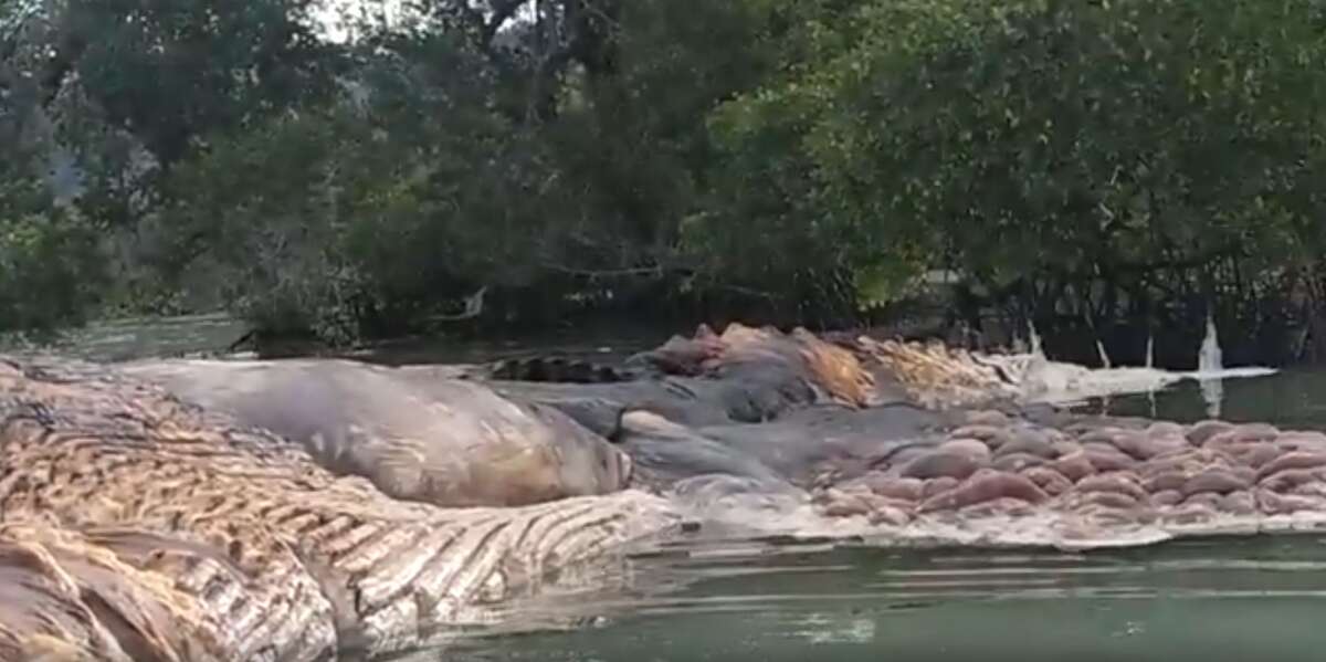 Massive rotting sea creature mystifies grossed out village