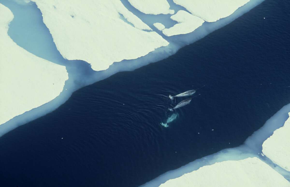 Never-before-seen footage solves the mystery of the narwhal tusk