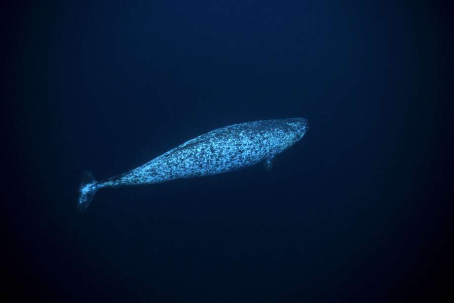 Never-before-seen footage solves the mystery of the narwhal tusk - SFGate
