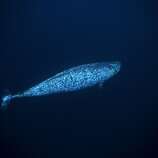 Never-before-seen footage solves the mystery of the narwhal tusk - SFGate