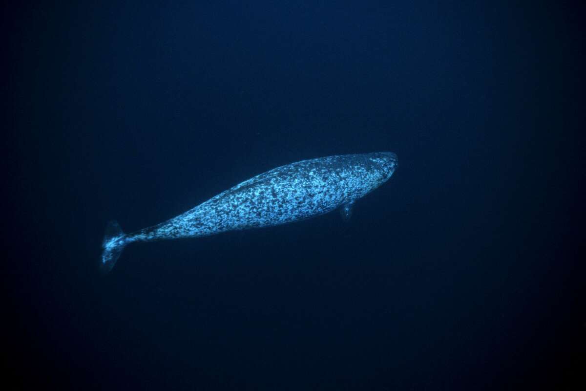 Never-before-seen footage solves the mystery of the narwhal tusk