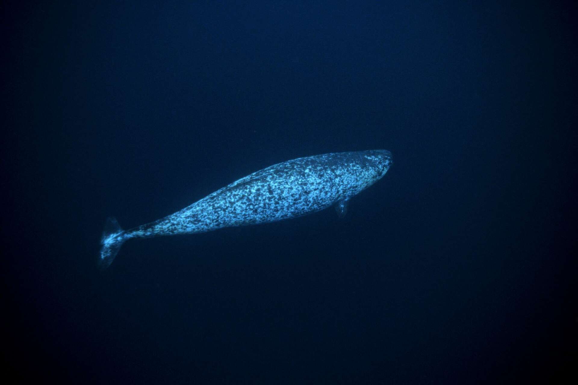 Never-before-seen footage solves the mystery of the narwhal tusk