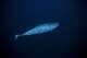 Never-before-seen footage solves the mystery of the narwhal tusk