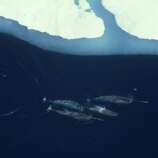 Never-before-seen footage solves the mystery of the narwhal tusk - SFGate