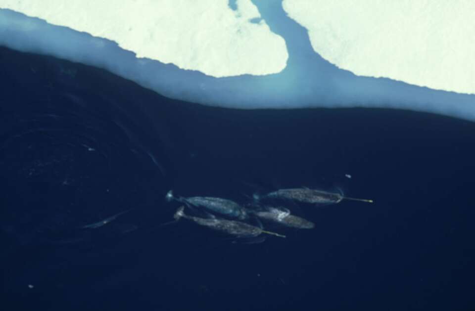 Never-before-seen footage solves the mystery of the narwhal tusk